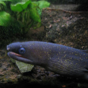 Poisson gymnothorax tile (murène d'eau douce) : fiche complète ...