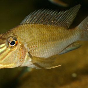 Poisson satanoperca jurupari (poisson diable) : fiche complète ...