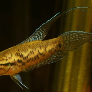 Poisson malpulutta kretseri (malpulutta kretseri) : fiche complète ...