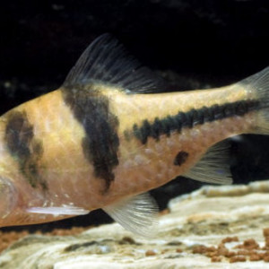 Poisson puntius lateristriga (barbus clé) : fiche complète, paramètres ...