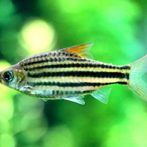 Poisson striuntius lineatus (barbus rayé) : fiche complète, paramètres ...
