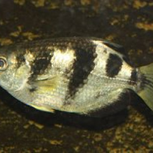 Poisson toxotes blythii (poisson archer) : fiche complète, paramètres ...