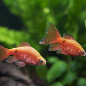 Poisson pethia conchonius (barbus rosé) : fiche complète, paramètres ...