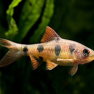Poisson barbodes everetti (barbus clown) : fiche complète, paramètres ...