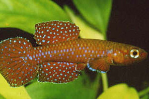 Poisson aphyosemion australe (cap lopez) : fiche complète, paramètres ...